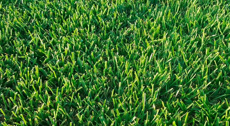 Sod Varieties - Woerner Companies