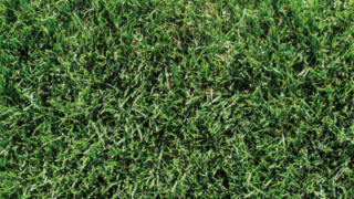 WOERNER 50/50 TEXAS HYBRID-BLUEGRASS BLEND - Woerner Companies