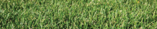 WOERNER 50/50 TEXAS HYBRID-BLUEGRASS BLEND - Woerner Companies
