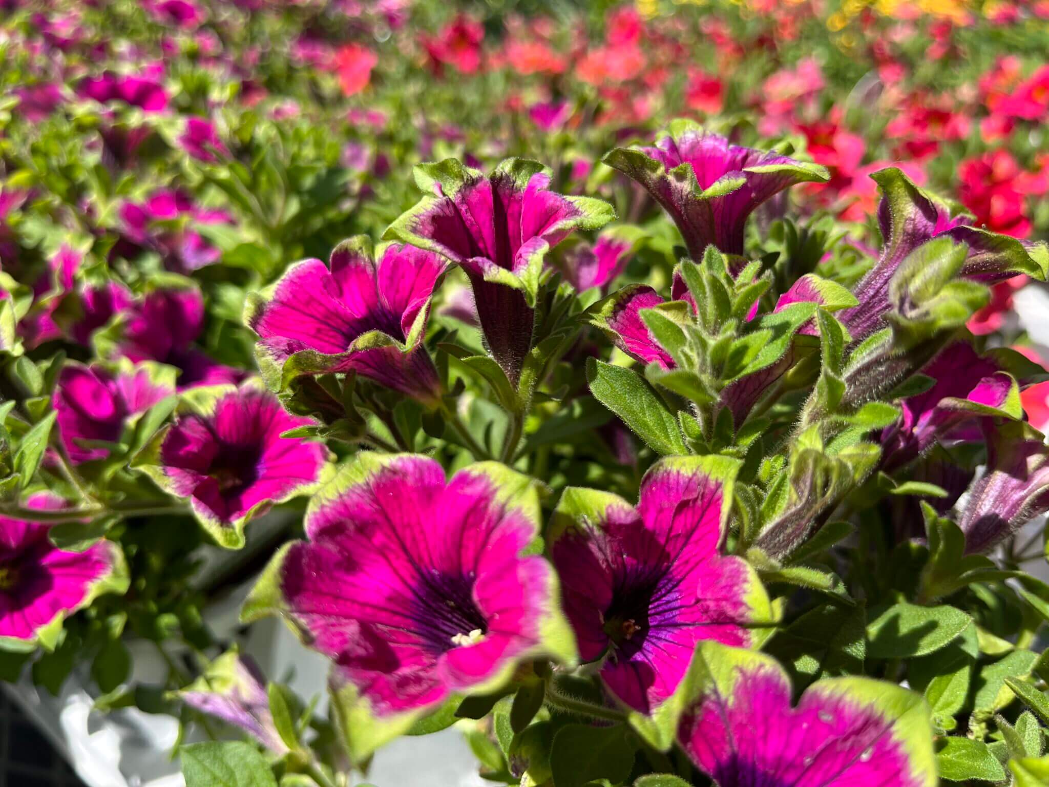 The Premiere Gulf Coast Landscape Source | Woerner Companies