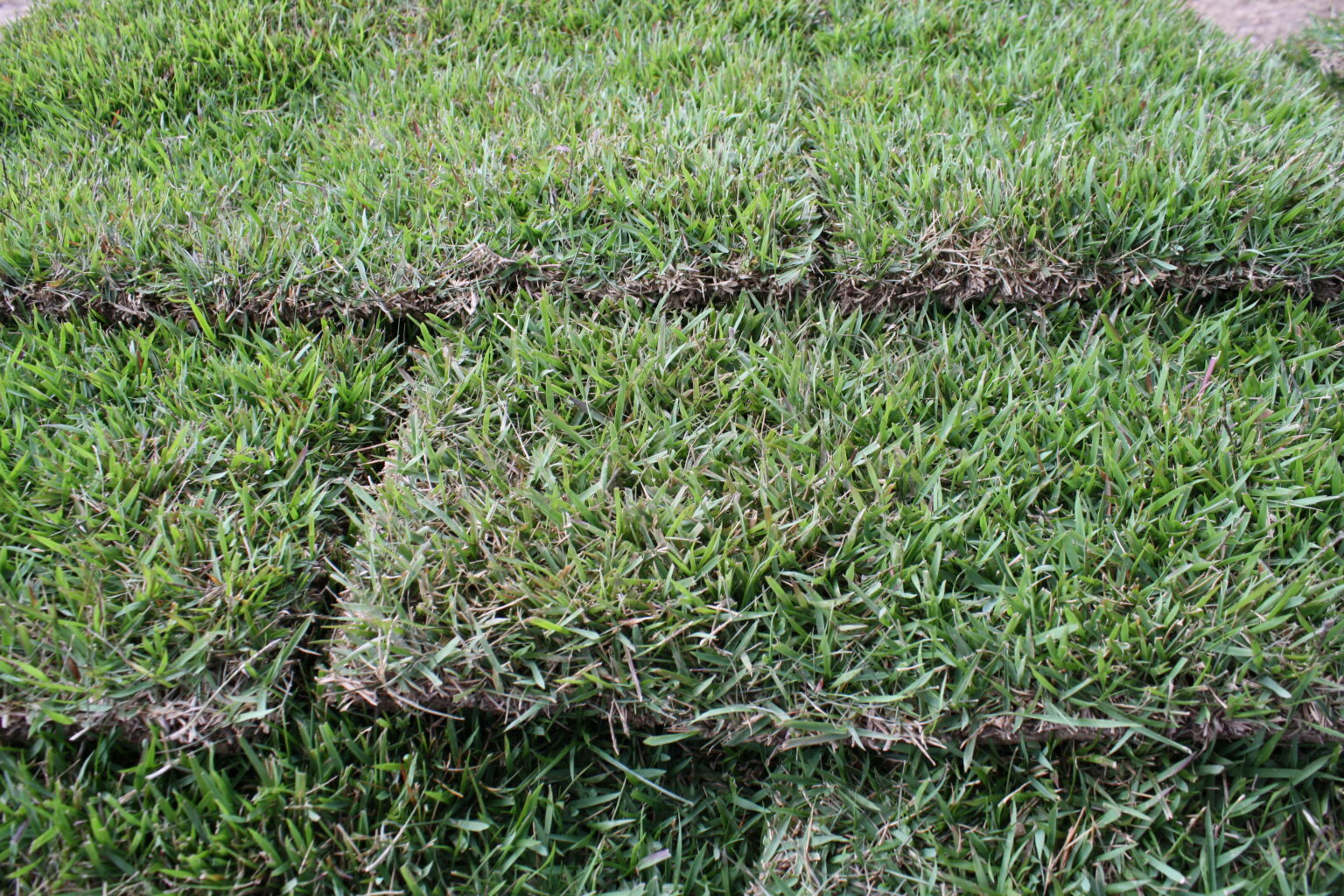Sod Varieties - Woerner Companies
