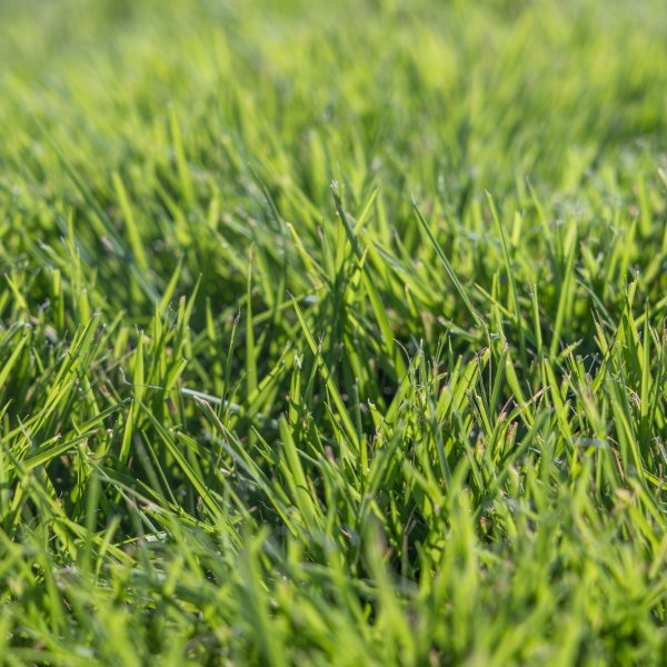 The Premier Gulf Coast Landscape Source - Woerner Companies